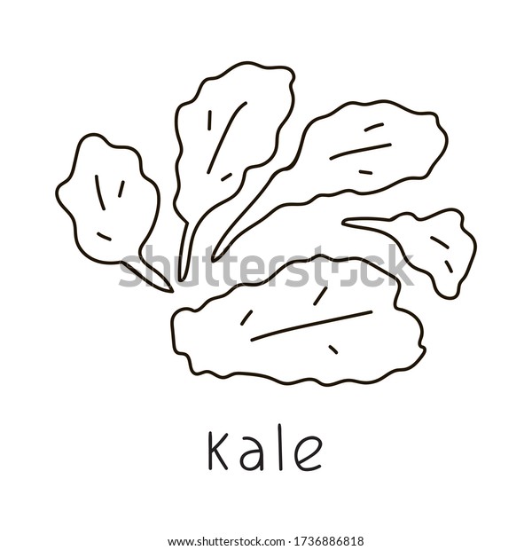 Kale Outline Vector Illustration On White Stock Vector (Royalty Free ...