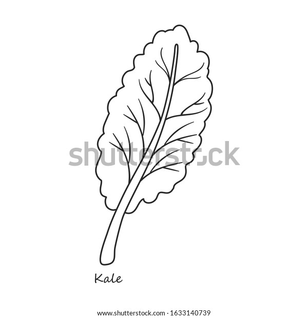 Kale Vector Iconoutlineline Vector Icon Isolated Stock Vector (Royalty ...