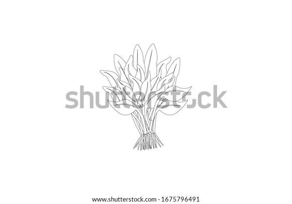 Kale Vector Outline Illustration Vegetable Stock Vector (Royalty Free ...