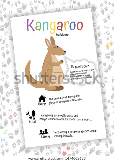 Kangaroo Educational Flash Cards Children Interesting Stock Vector ...