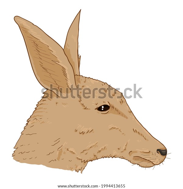 Kangaroo Head Vector Cartoon Illustration Side Stock Vector (Royalty ...