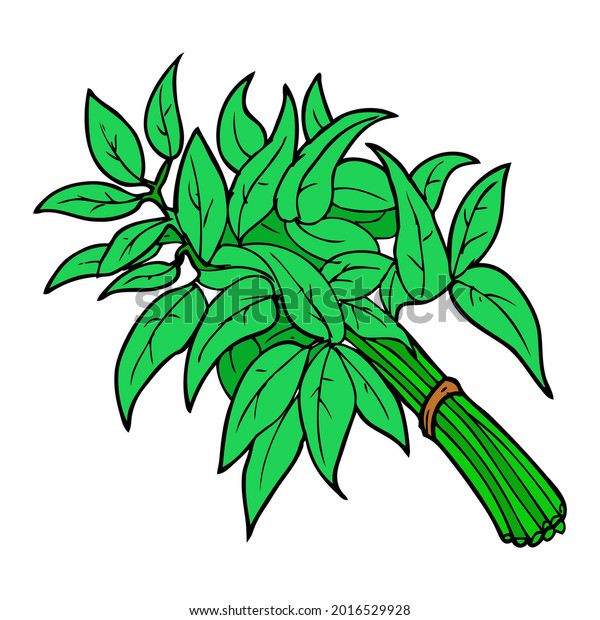 Kangkung Vector Illustrationisolated On White Backgroundtop Stock ...