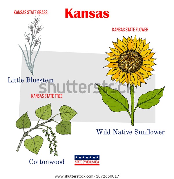 530 State Flower Kansas Images, Stock Photos & Vectors | Shutterstock