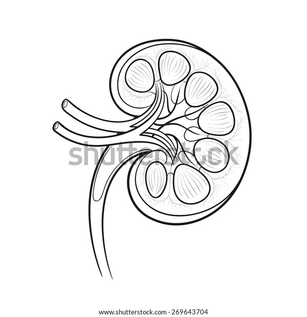 Kidney Anatomy Outline Vector Illustration: เวกเตอร์สต็อก (ปลอดค่า ...