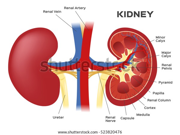 Anatomie der Nieren, Vektor. Organinfographie: Stock-Vektorgrafik ...