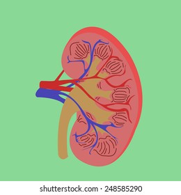 Vektor Stok Kidney Anatomy Cross Section Diagram Including (Tanpa ...