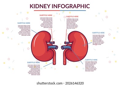 Kidney Infographic Vector Template Illustration Stock Vector (Royalty ...