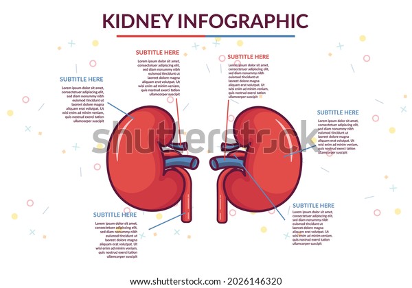 Kidney Infographic Vector Template Illustration Stock Vector (Royalty ...