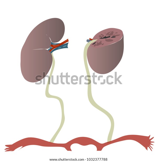 Kidneys Cut Isolated On White Background Stock Vector (Royalty Free ...
