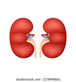 Kidneys Isolated On White Background Stock Vector (Royalty Free ...