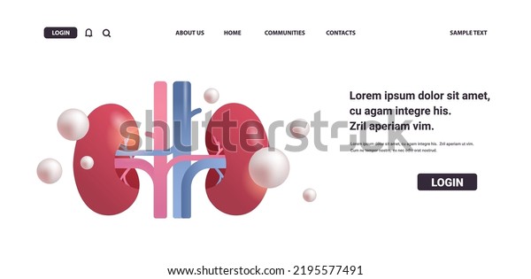 Kidneys Structure Human Internal Organ Anatomy Stock Vector (Royalty ...