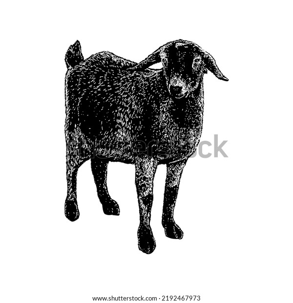 Kinder Goat Hand Drawing Vector Illustration: เวกเตอร์สต็อก (ปลอดค่า ...