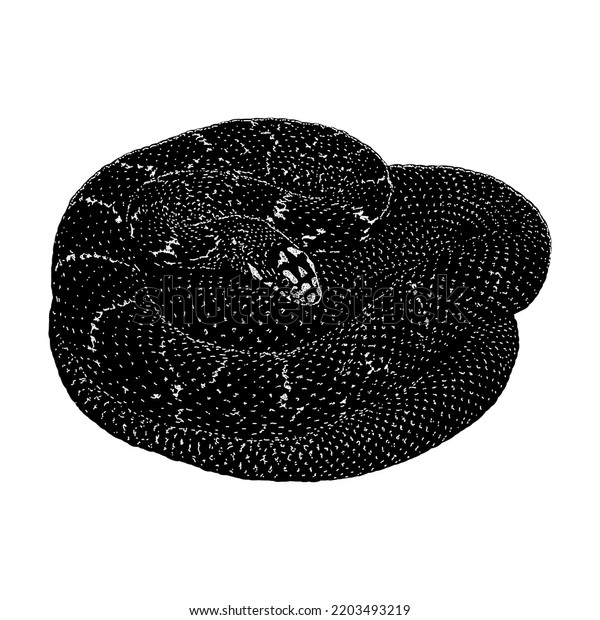 King Rat Snake Hand Drawing Vector Stock Vector (Royalty Free ...