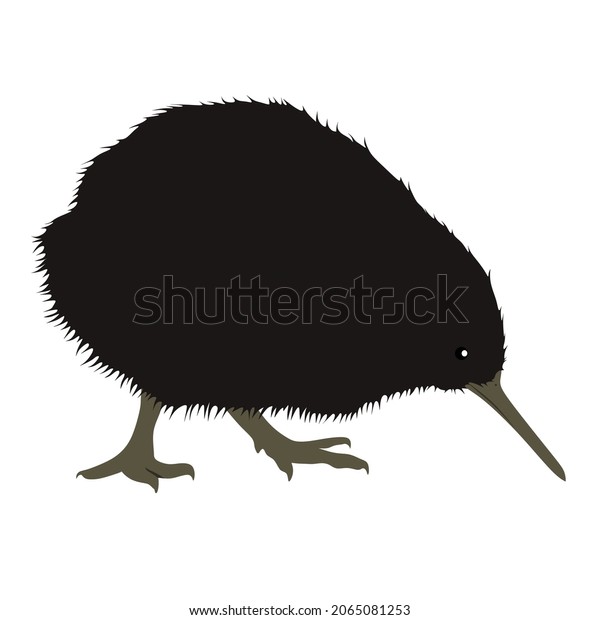 Kiwi Bird Genus Apteryx Flightless Bird Stock Vector (Royalty Free ...