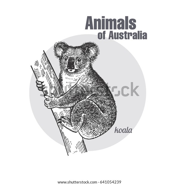 Koala Bear Hand Drawing Animals Australia Stock Vector (Royalty Free ...