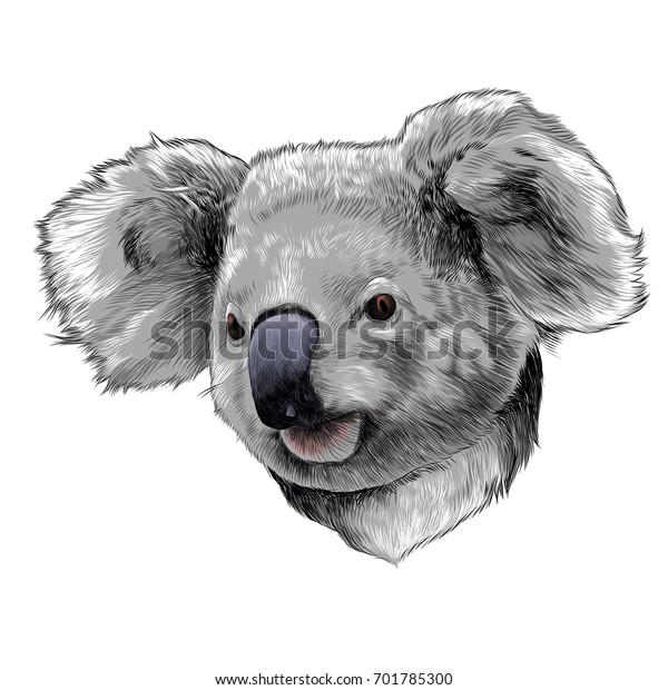 Koala Head Colored Drawing Sketch Vector 스톡 벡터(로열티 프리) 701785300 ...