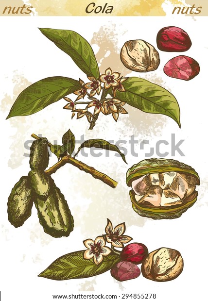 Kola Nut Set Vector Sketches On Stock Vector (Royalty Free) 294855278 ...