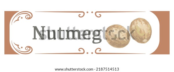 Etiqueta e icono de nutmeg. Acuarela.: vector de stock (libre de ...