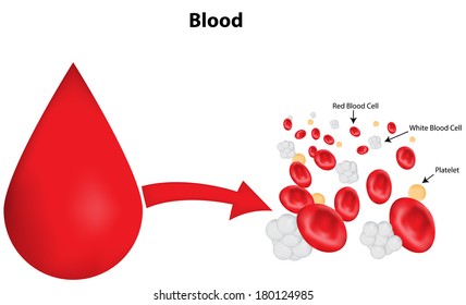 Red Blood Drop Diagram Stock Illustration 180124988