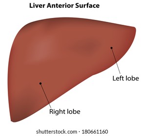 Labeled Liver Diagram Stock Illustration 180661166