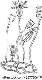 Hydroids Stock Illustrations, Images & Vectors | Shutterstock