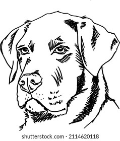 Labrador Head Drawing 34 Profile Stock Vector (Royalty Free) 2114620118 ...