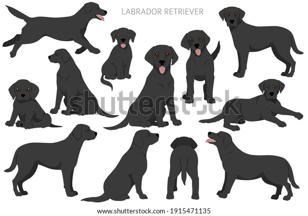 52,571 Black Lab Stock Vectors, Images & Vector Art | Shutterstock