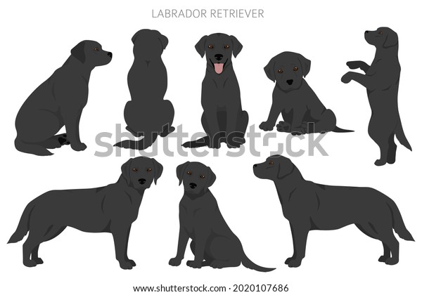 Labrador Retriever Dogs Different Poses Coat Stock Vector (Royalty Free ...