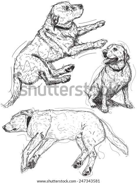 Labrador Retriever Sketches Stock Vector (Royalty Free) 247343581 ...