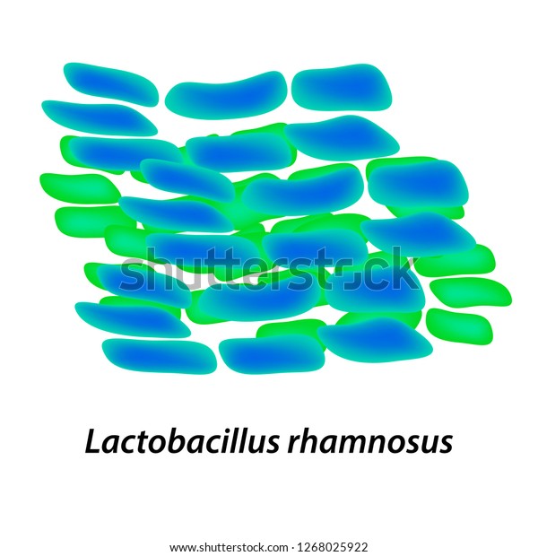 Lactobacillus Probiotic Lactobacillus Rhamnosus Infographics Vector ...