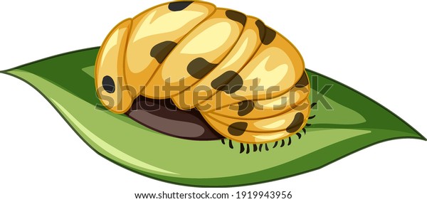 Ladybug Pupa Stage On White Background Stock Vector (Royalty Free ...