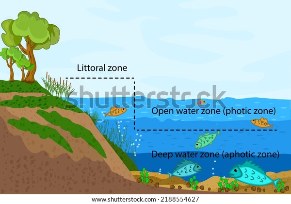 Lake Ecosystem Zonation Lake Water Infographic: เวกเตอร์สต็อก (ปลอดค่า ...