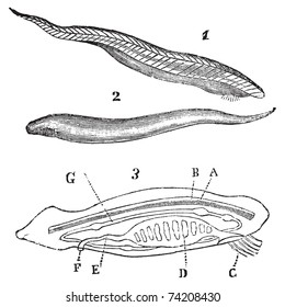 Amphioxiformes Images, Stock Photos & Vectors | Shutterstock