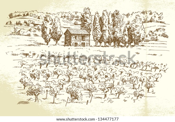 Landscape Vineyard Hand Drawn Illustration Stock Vector (Royalty Free ...