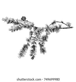 Larch Branch Sketch Vector Graphics Monochrome Stock Vector (Royalty ...