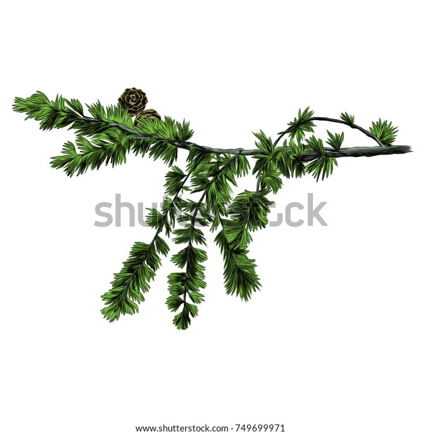 Larch Branch Sketch Vector Graphics Color Stock Vector (Royalty Free ...