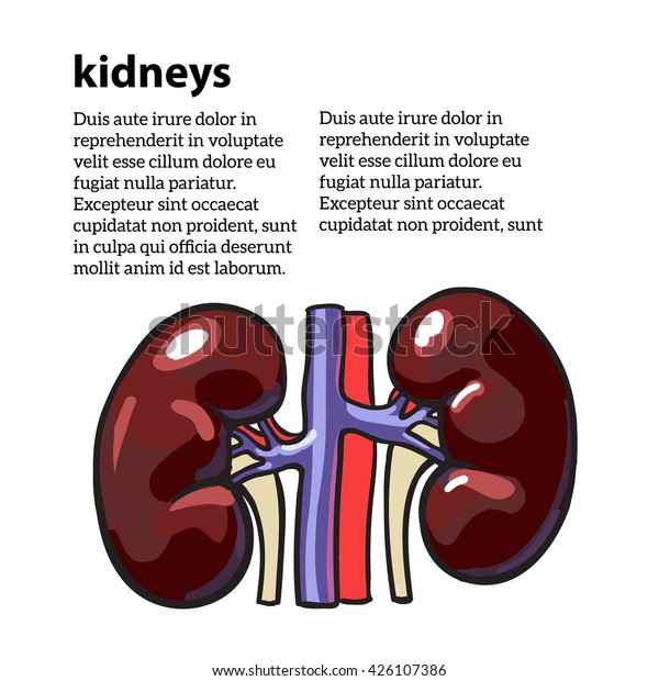 Large Image Persons Kidneys Realistic Colored Stock Vector (Royalty ...