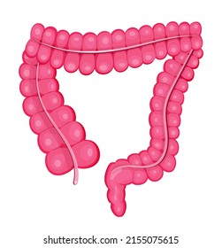 Large Intestine Vector Flat Detail Style Stock Vector (Royalty Free ...