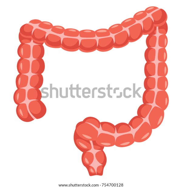 Large Intestine Vector Illustration Stock Vector (Royalty Free ...