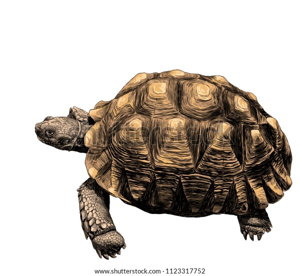 Large Land Turtle Beautiful Relief Shell Stock Vector (Royalty Free ...