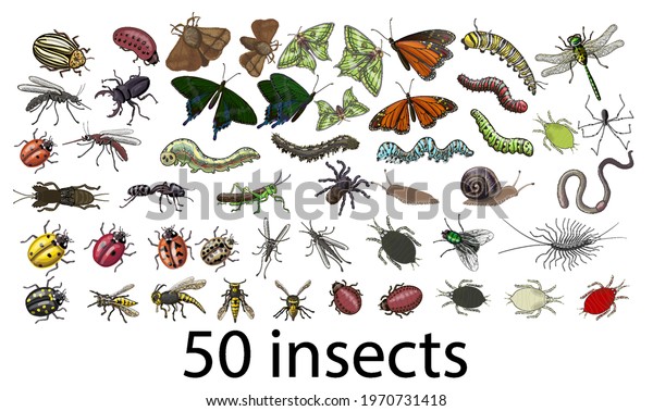 Large Set Insects Butterflies Caterpillars Spiders Stock Vector ...