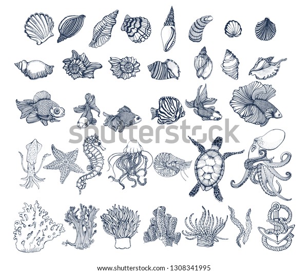 Large Set Sea Animals Seaweed Seashells: vector de stock (libre de ...