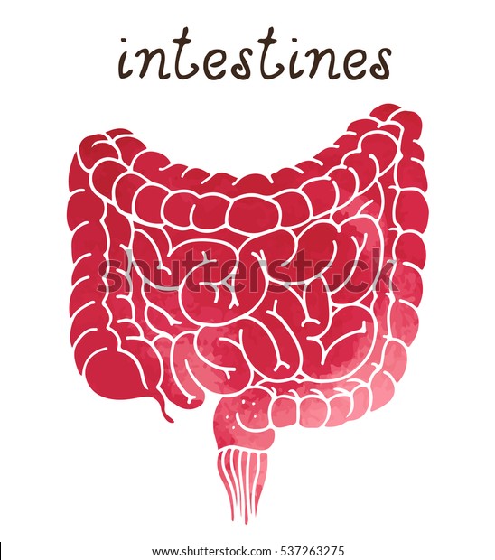 Large Small Intestines Vector Watercolor Illustration Stock Vector ...