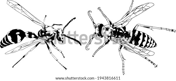 Large Striped Wasp Sting Handdrawn Ink Stock Vector (Royalty Free ...
