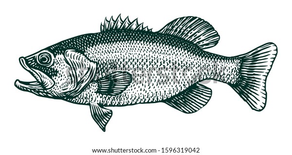 Largemouth Bass Fish Vector Engraving Illustration: stockvector ...