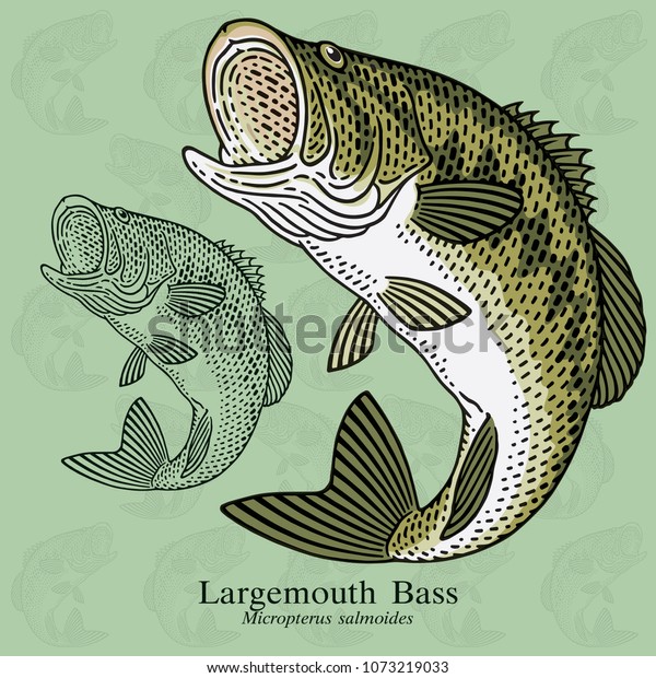 Largemouth Bass Vector Illustration Refined Details: vetor stock (livre ...