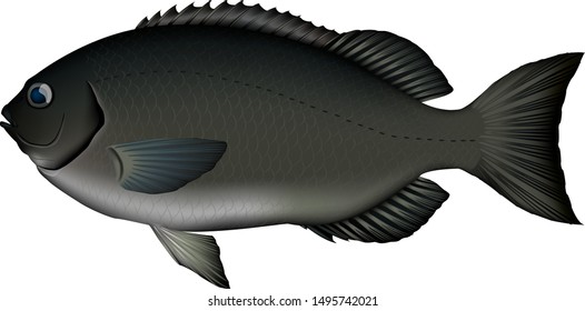 Largescale Blackfish Illustration Vector Eps Format: стоковая векторная ...