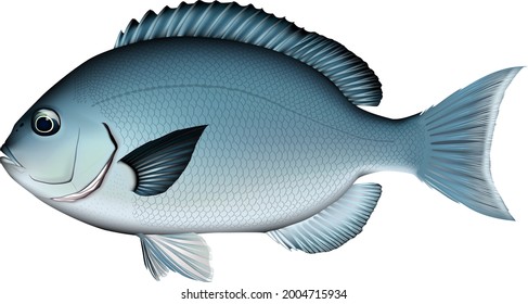 Largescale Blackfish」のイラスト。ベクター画像EPS形式」のベクター画像素材（ロイヤリティフリー） 2004715934 ...