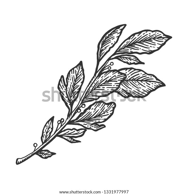 Laurel Branch Sketch Engraving Vector Illustration Stock Vector ...