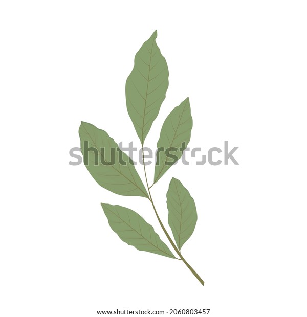 Laurel Branch Vector Stock Illustration Green Stock Vector (Royalty ...